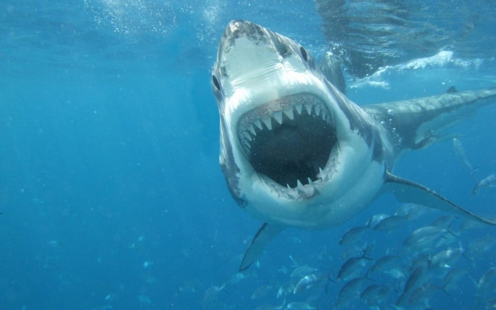 20-horrifying-shark-attacks-that-will-make-you-question-going-swimming ...